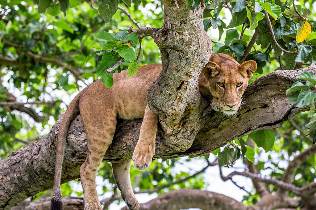 Сафари Queen Elizabeth – Ugandan Travel Agency